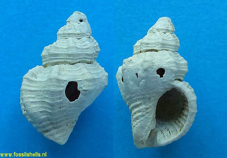 International Fossil Shell Museum - Foundation for the study of shells ...