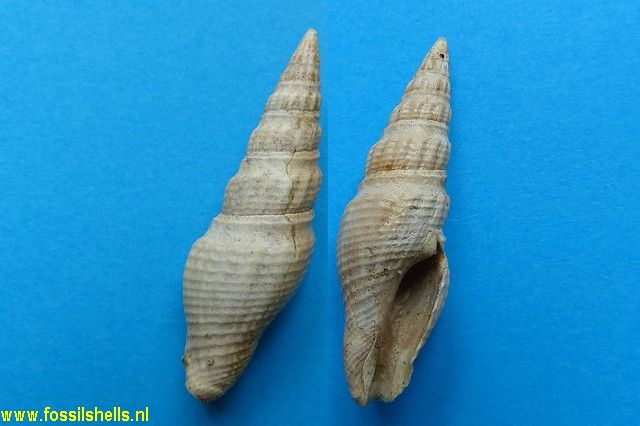 International Fossil Shell Museum - Foundation for the study of shells, fossil and recent