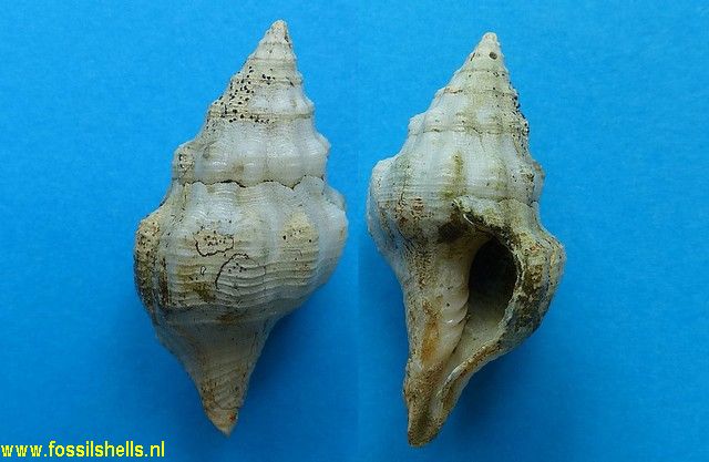 International Fossil Shell Museum - Foundation for the study of shells ...