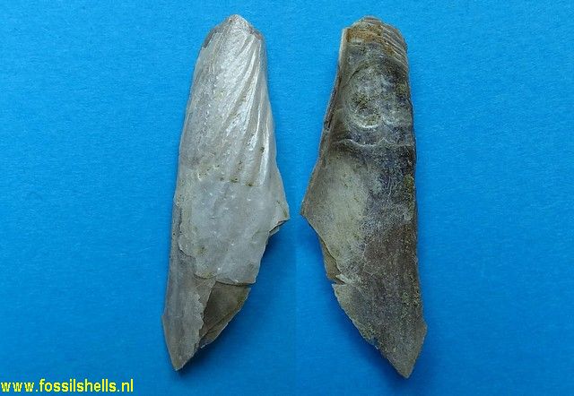 International Fossil Shell Museum - Foundation for the study of shells ...