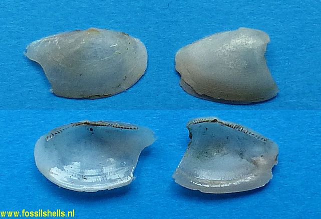 International Fossil Shell Museum - Foundation for the study of shells ...