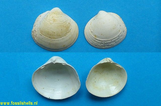 International Fossil Shell Museum - Foundation for the study of shells ...