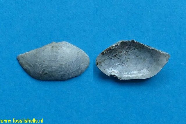 International Fossil Shell Museum - Foundation for the study of shells ...