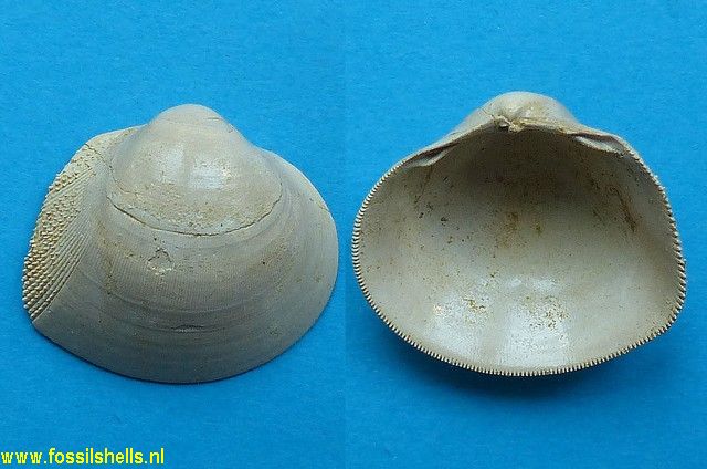 International Fossil Shell Museum - Foundation for the study of shells ...