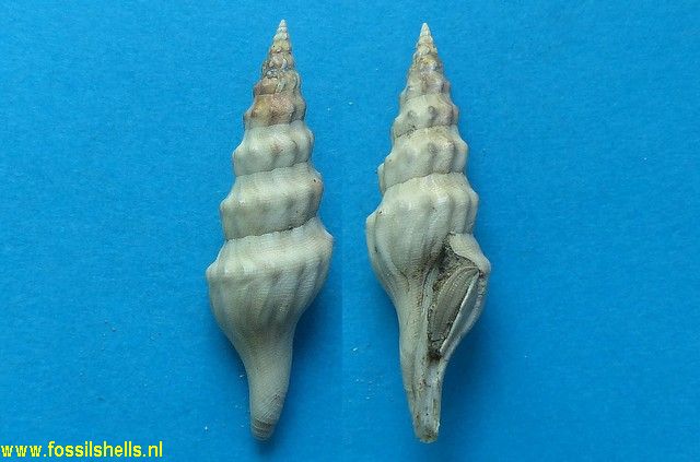 International Fossil Shell Museum - Foundation for the study of shells ...