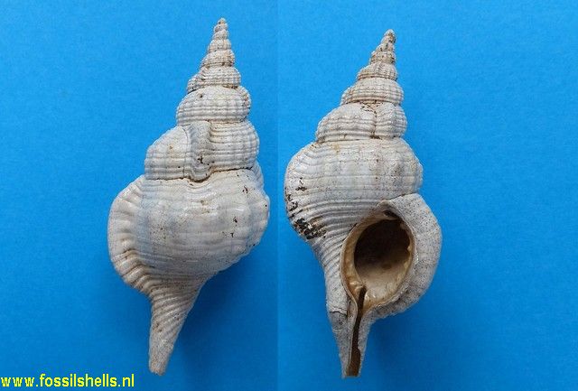 International Fossil Shell Museum - Foundation for the study of shells ...