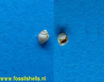 International Fossil Shell Museum - Foundation for the study of shells ...