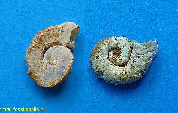 International Fossil Shell Museum - Foundation for the study of shells ...