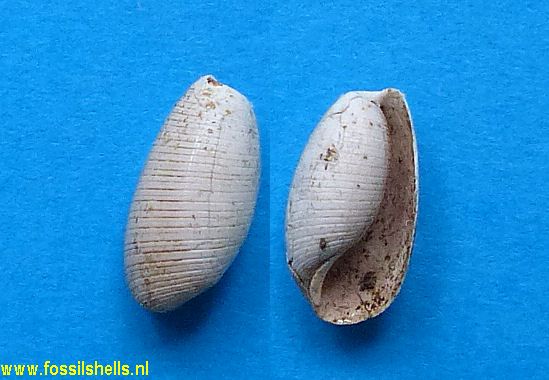 International Fossil Shell Museum - Foundation for the study of shells ...