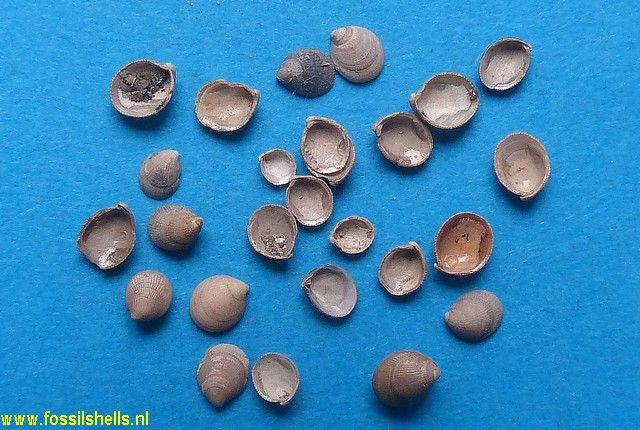 International Fossil Shell Museum - Foundation for the study of shells ...