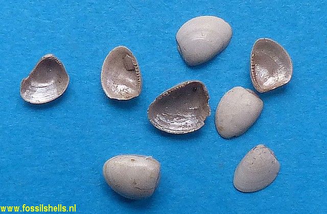 International Fossil Shell Museum - Foundation for the study of shells ...