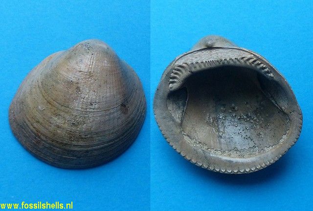 International Fossil Shell Museum - Foundation for the study of shells ...