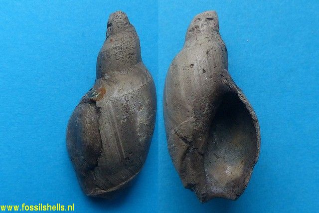 International Fossil Shell Museum - Foundation for the study of shells ...