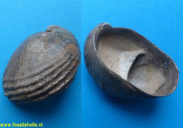 International Fossil Shell Museum - Foundation for the study of shells ...