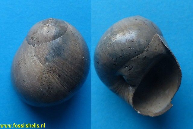 International Fossil Shell Museum - Foundation for the study of shells ...