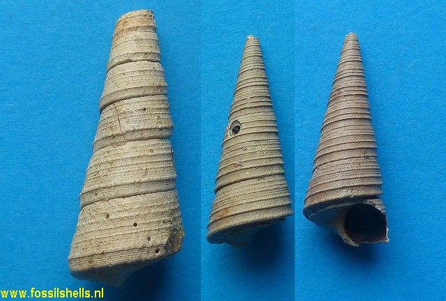 International Fossil Shell Museum - Foundation for the study of shells ...