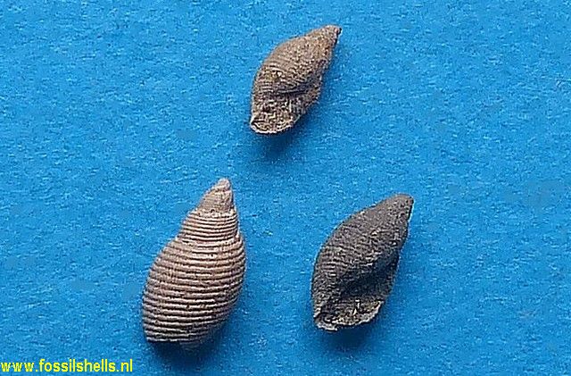 International Fossil Shell Museum - Foundation for the study of shells ...