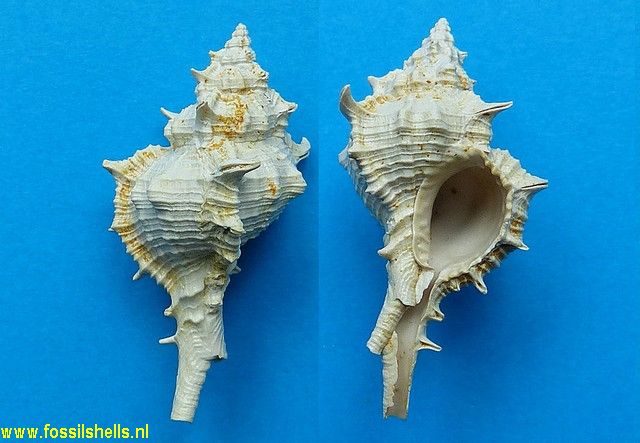 International Fossil Shell Museum - Foundation for the study of shells ...