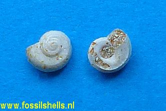 International Fossil Shell Museum - Foundation for the study of shells ...