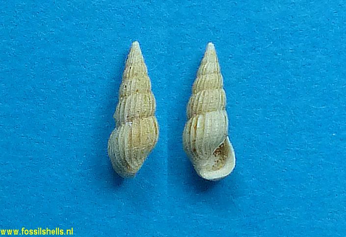 International Fossil Shell Museum - Foundation for the study of shells ...