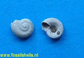 International Fossil Shell Museum - Foundation for the study of shells ...