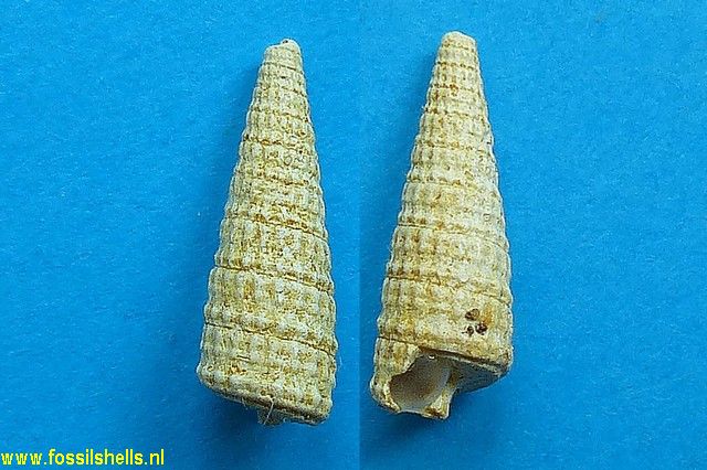 International Fossil Shell Museum - Foundation for the study of shells ...