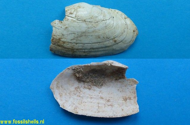 International Fossil Shell Museum - Foundation for the study of shells ...