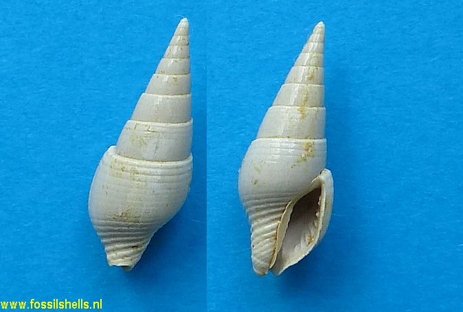 International Fossil Shell Museum - Foundation for the study of shells ...