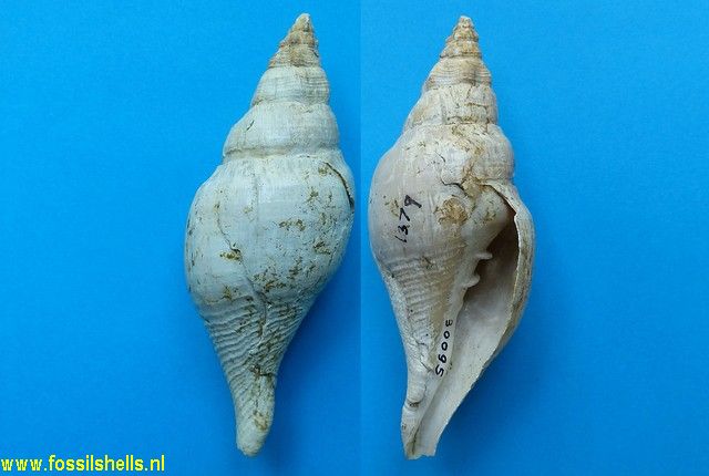 International Fossil Shell Museum - Foundation for the study of shells ...