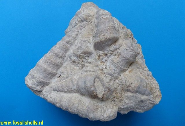 International Fossil Shell Museum - Foundation for the study of shells ...