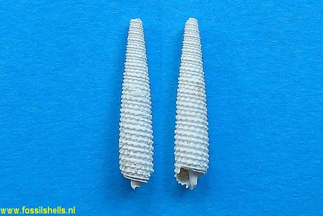 International Fossil Shell Museum - Foundation for the study of shells ...