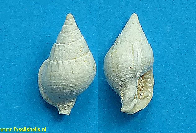 International Fossil Shell Museum - Foundation for the study of shells ...
