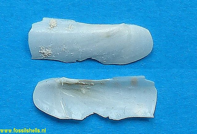 International Fossil Shell Museum - Foundation for the study of shells ...