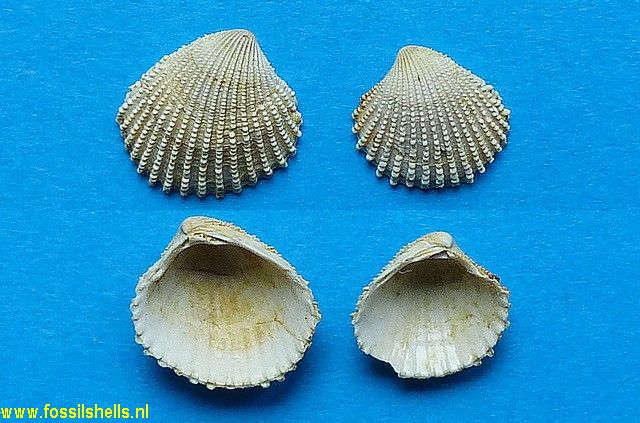 International Fossil Shell Museum - Foundation for the study of shells ...