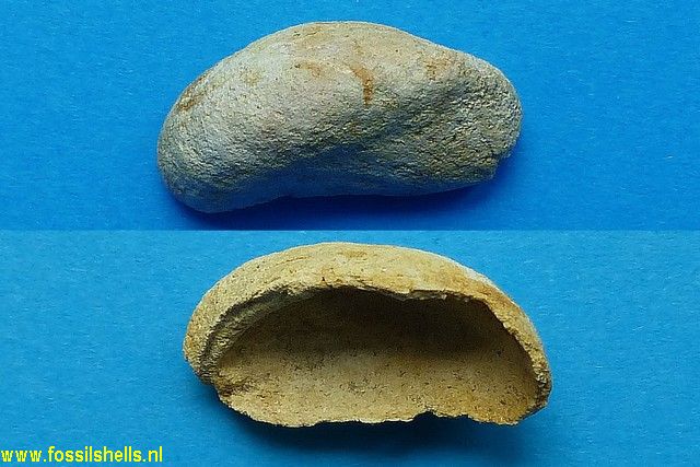 International Fossil Shell Museum - Foundation for the study of shells ...