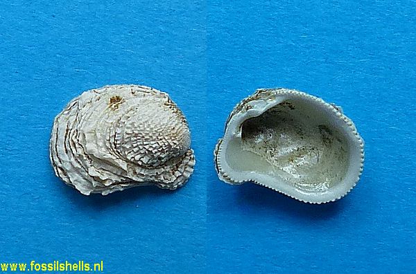 International Fossil Shell Museum - Foundation for the study of shells ...