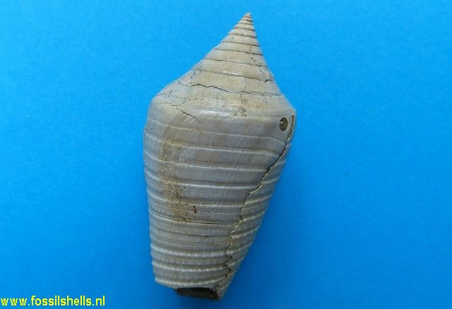 International Fossil Shell Museum - Foundation for the study of shells ...