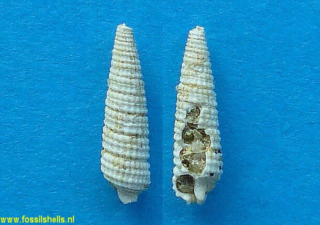 International Fossil Shell Museum - Foundation for the study of shells ...