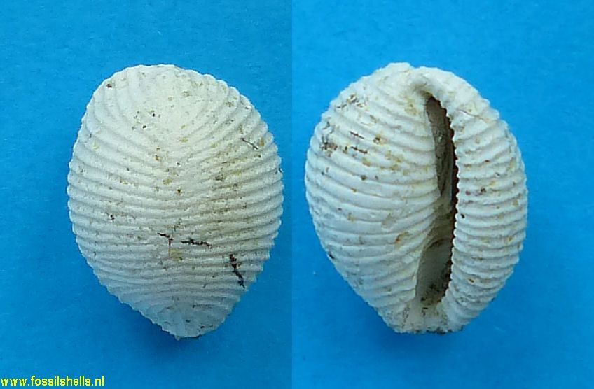 International Fossil Shell Museum - Foundation for the study of shells ...