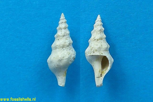 International Fossil Shell Museum - Foundation for the study of shells ...