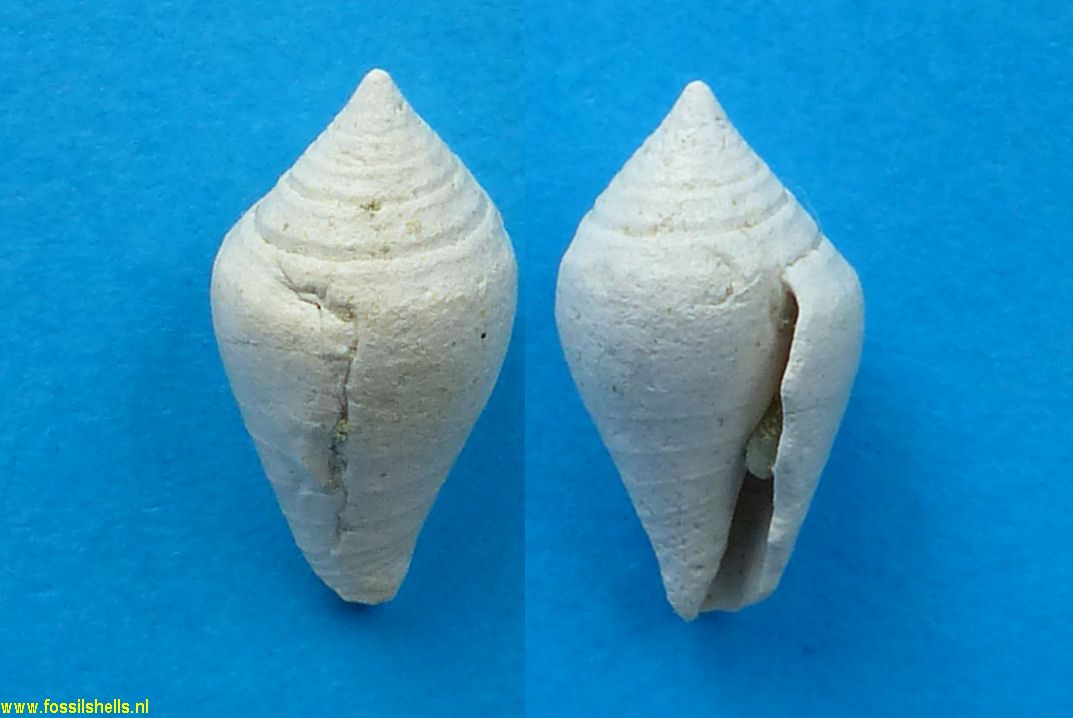 International Fossil Shell Museum - Foundation for the study of shells ...