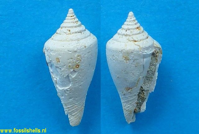 International Fossil Shell Museum - Foundation for the study of shells ...