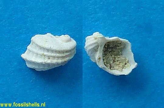 International Fossil Shell Museum - Foundation for the study of shells ...