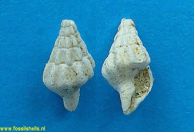 International Fossil Shell Museum - Foundation for the study of shells ...