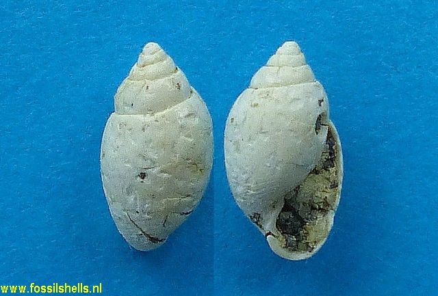 International Fossil Shell Museum - Foundation for the study of shells ...
