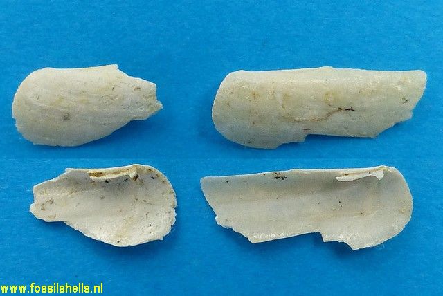 International Fossil Shell Museum - Foundation for the study of shells ...