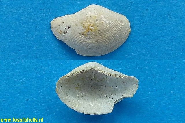 International Fossil Shell Museum - Foundation for the study of shells ...