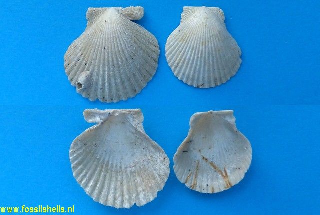 International Fossil Shell Museum - Foundation for the study of shells ...
