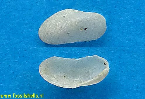 International Fossil Shell Museum - Foundation for the study of shells ...