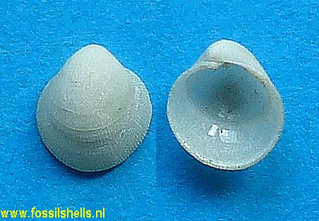 International Fossil Shell Museum - Foundation for the study of shells ...